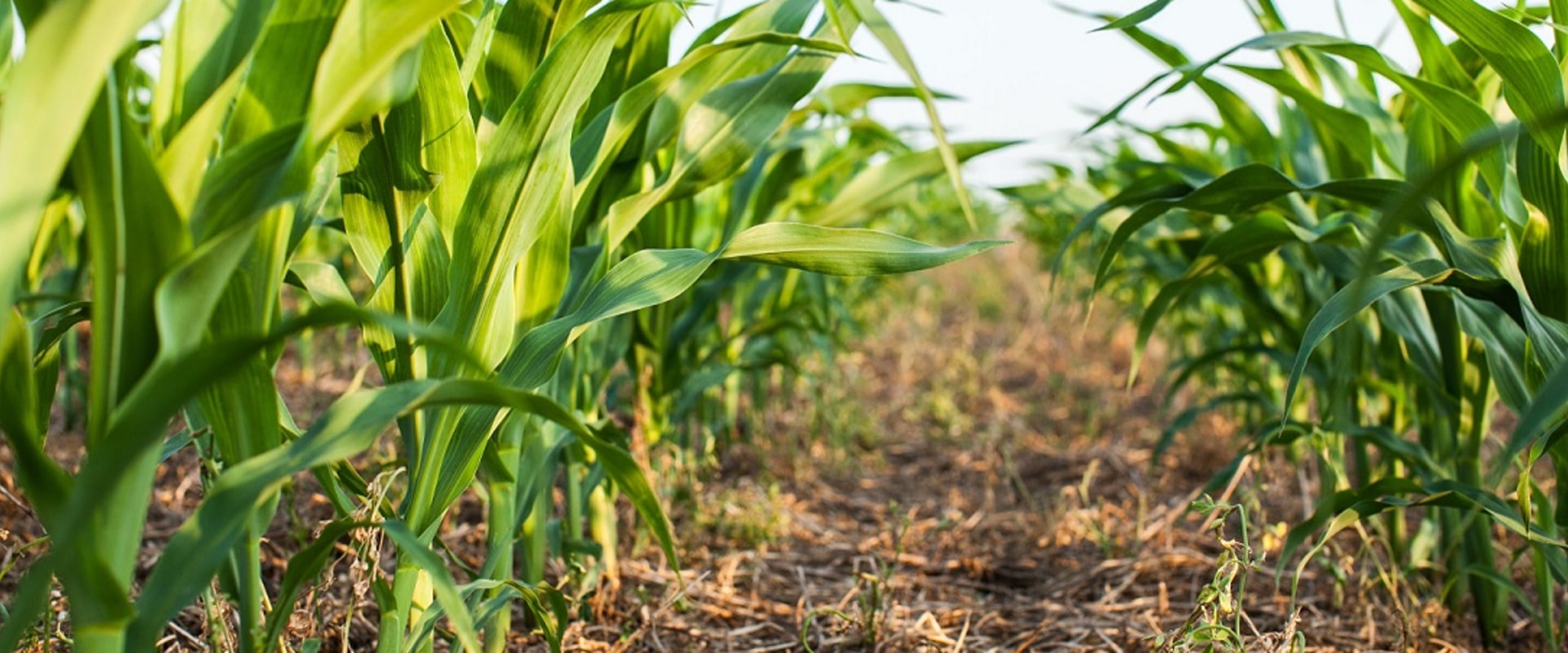 The Role of Regenerative Farming in Bridging Extensive Vs Intensive ...