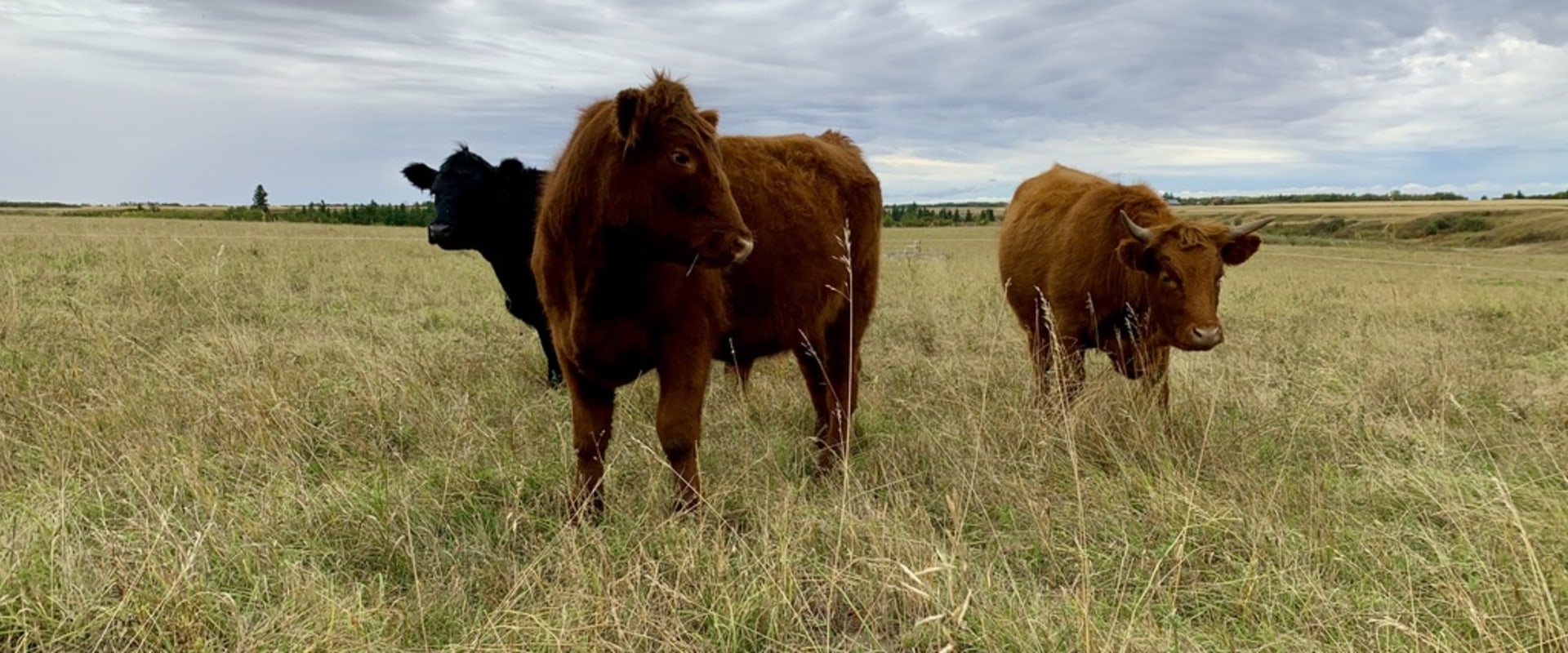 The Pros and Cons of Regenerative Grazing: An Expert's Perspective
