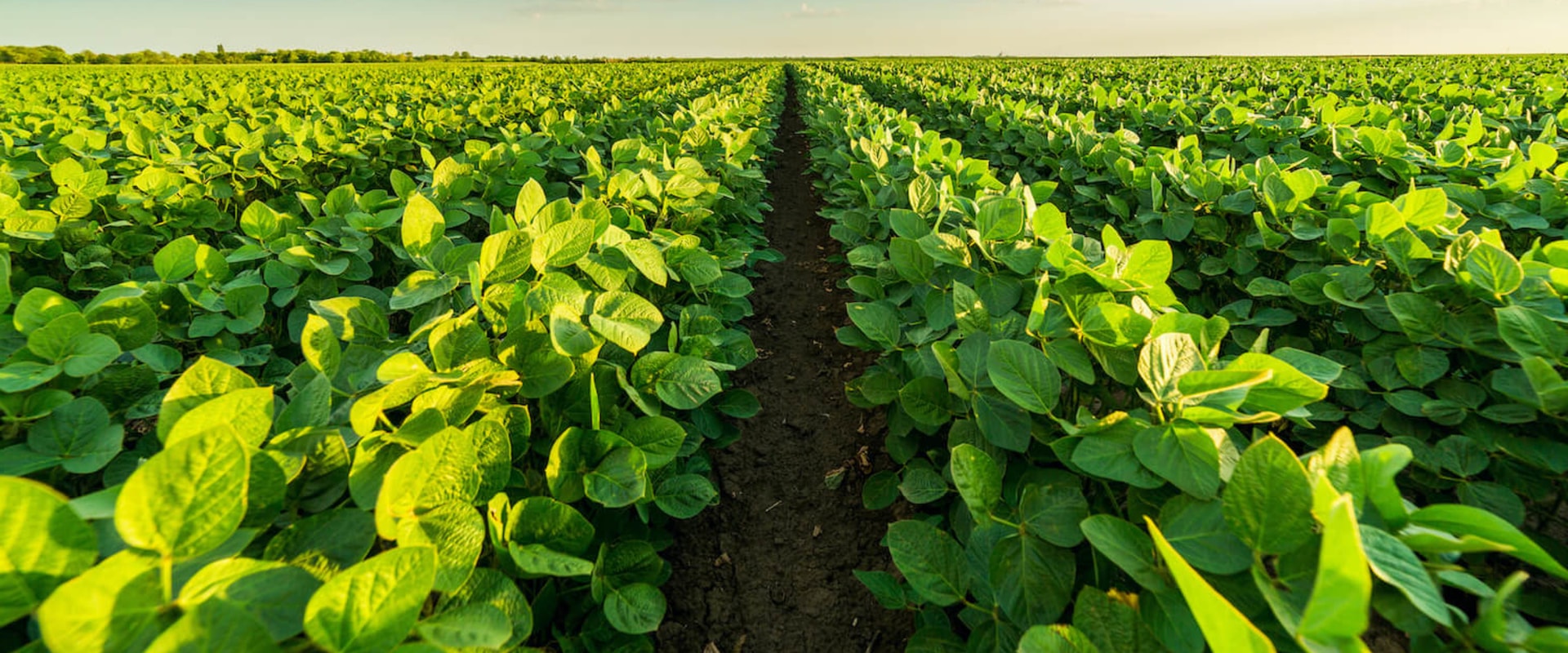 The Potential and Challenges of Regenerative Agriculture